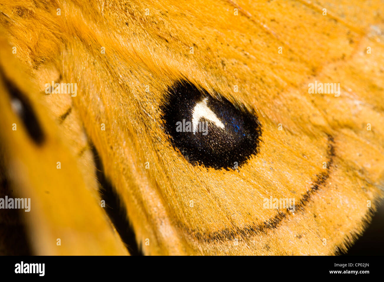Tau emperor (aglia tau) hi-res stock photography and images - Alamy