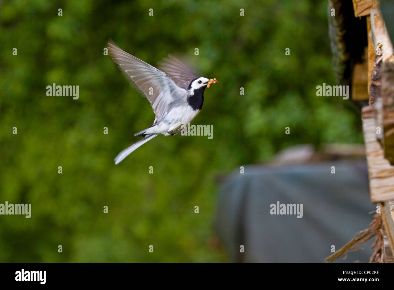 pied wagtail (Motacilla alba), flying with prey in its beak, Germany ...