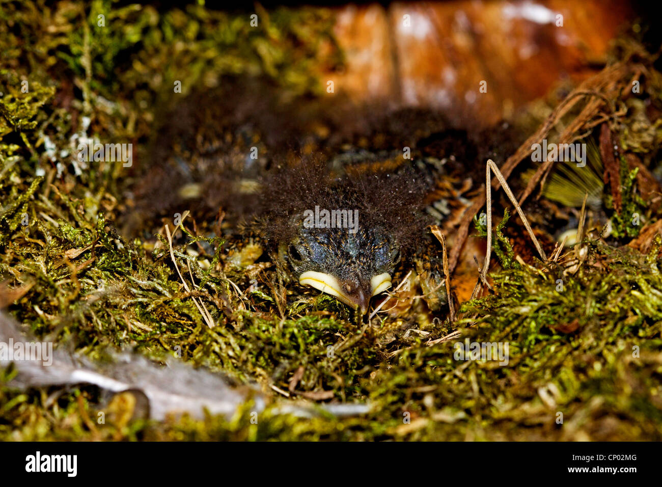 common redstart (Phoenicurus phoenicurus), squeaker in a nest, Germany ...