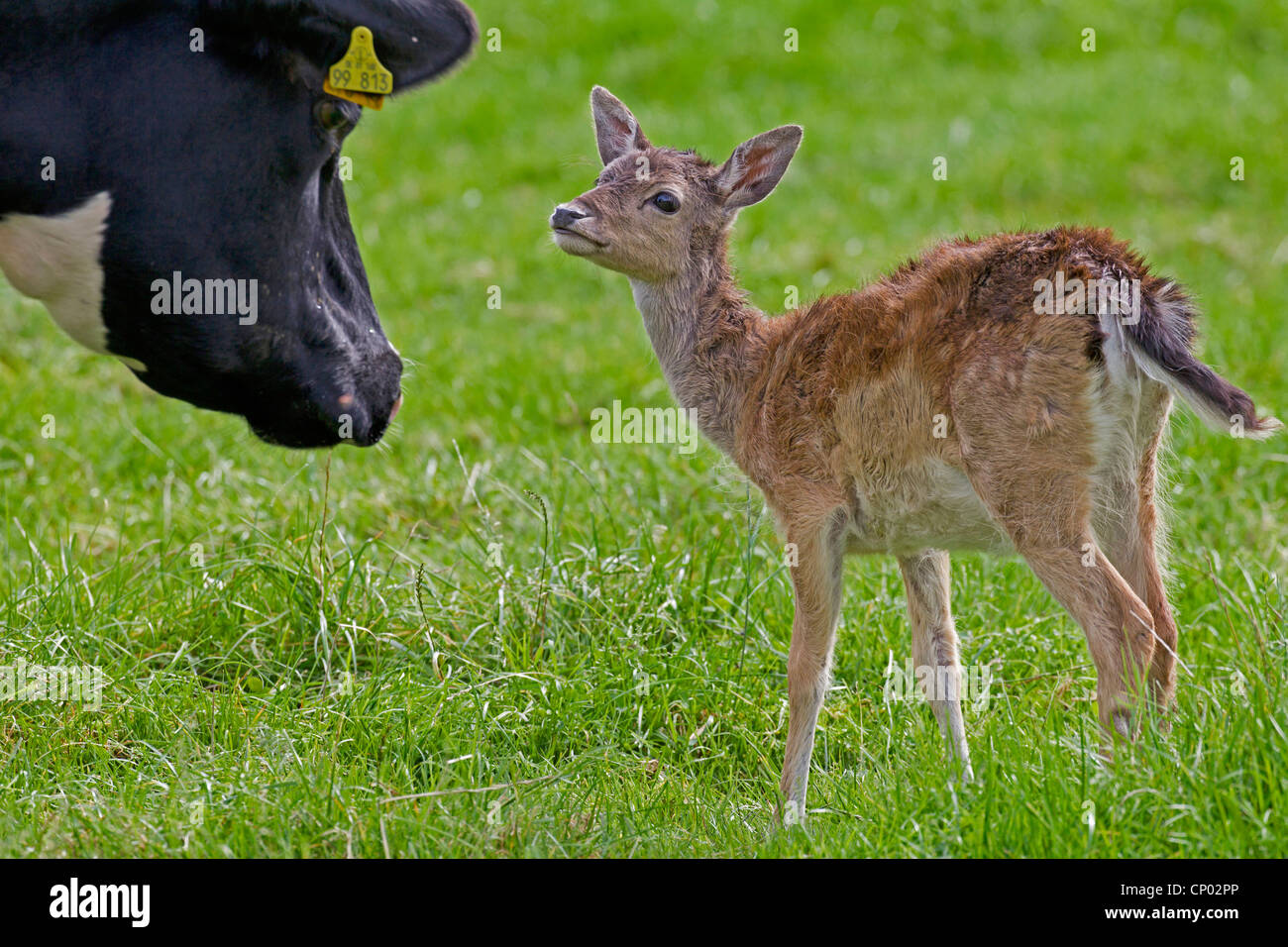 Fallow cows hi-res stock photography and images - Alamy