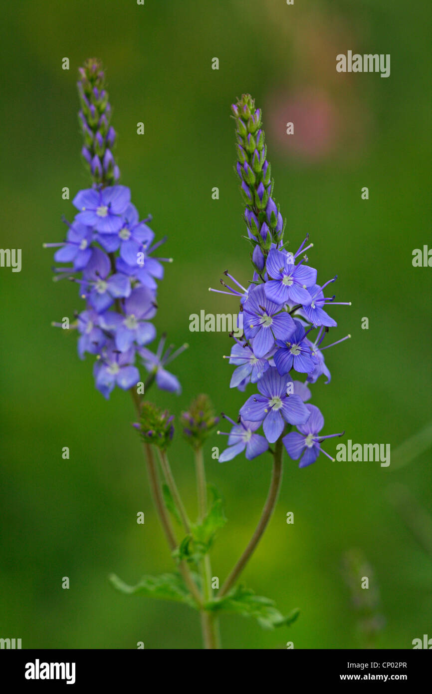 broadleaf speedwell, germander leave speedwell (Veronica teucrium ...