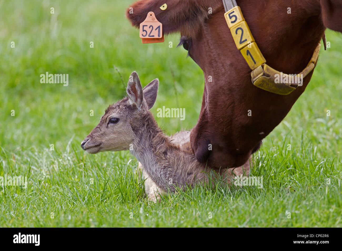 fallow deer (Dama dama, Cervus dama), fallow deer calf in a pasture ...