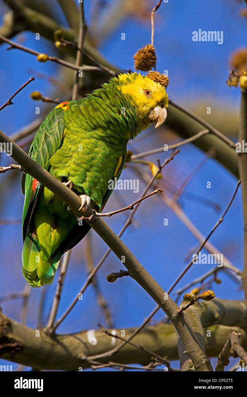 Yellow headed amazon amazona oratrix hi-res stock photography and ...
