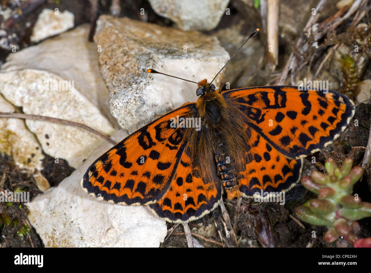 Spotted fritillary (Melitaea didyma), sitting on the ground, Germany ...