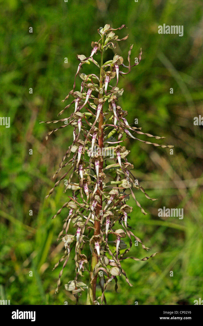 lizard orchid (Himantoglossum hircinum), inflorescence, Germany, Baden ...