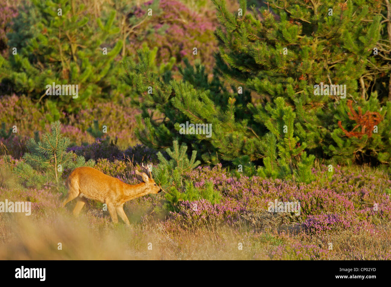 roe deer (Capreolus capreolus), buck in a heath, Denmark, Midtjylland ...
