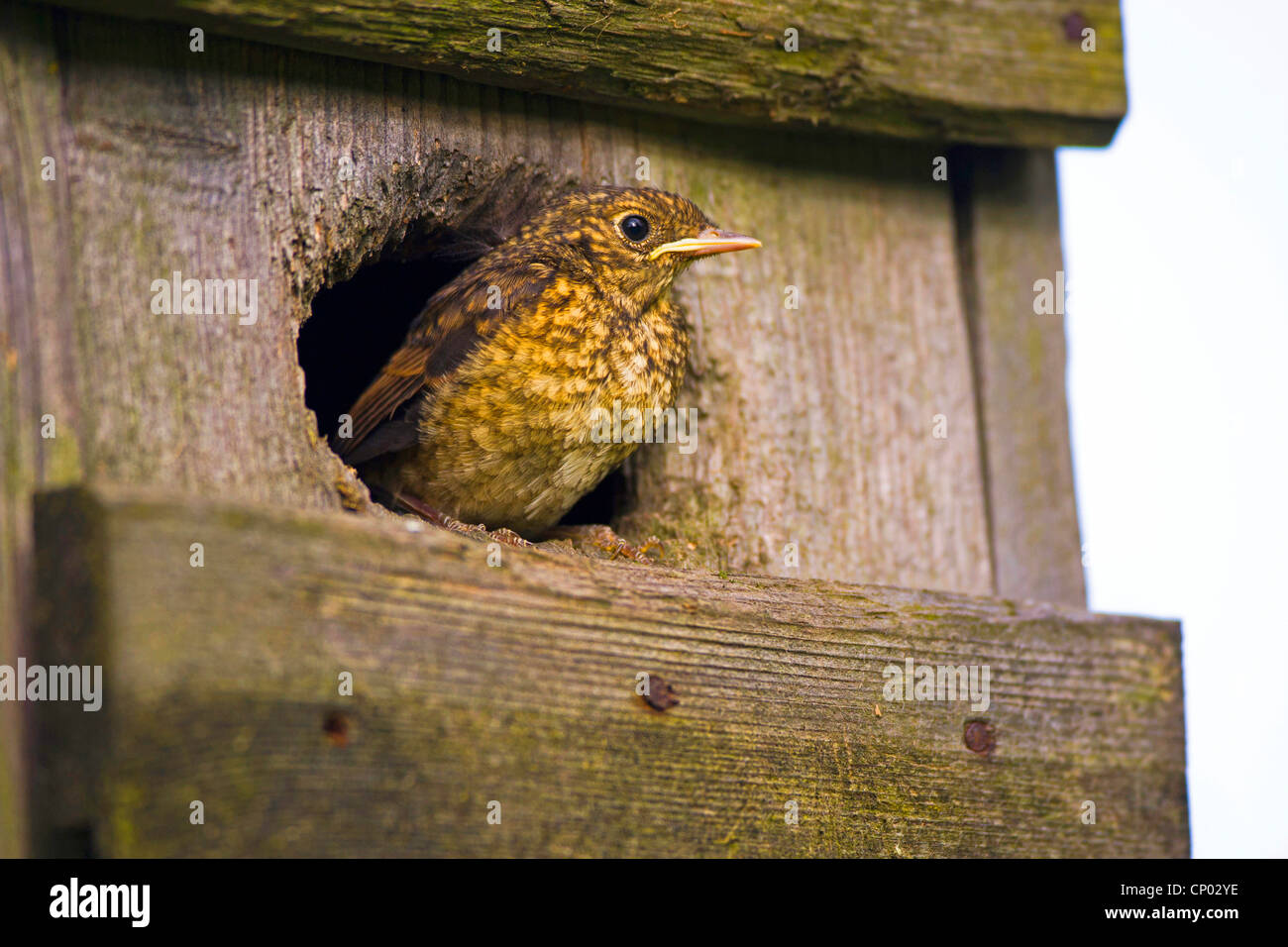 Full fledged squeaker hi-res stock photography and images - Alamy