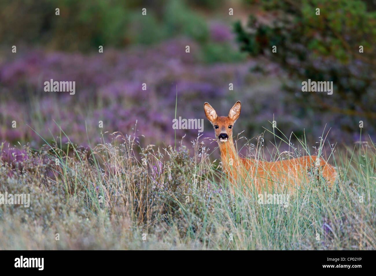 roe deer (Capreolus capreolus), doe in a heath, Denmark, Midtjylland ...