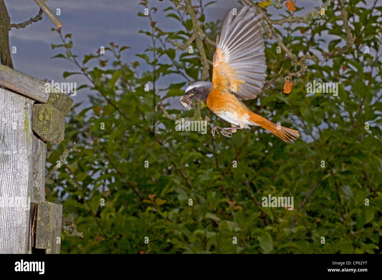 Redstart nest box hi-res stock photography and images - Alamy