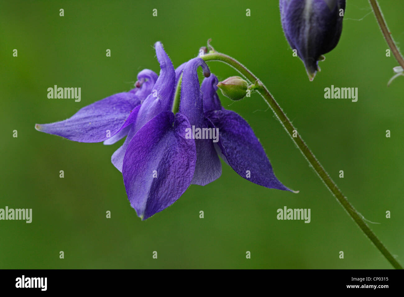 European columbine aquilegia vulgaris hi-res stock photography and ...