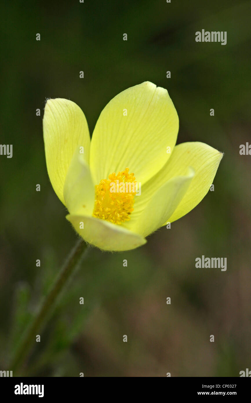 alpine anemone (Pulsatilla alpina), flower, Switzerland, Valais Stock ...