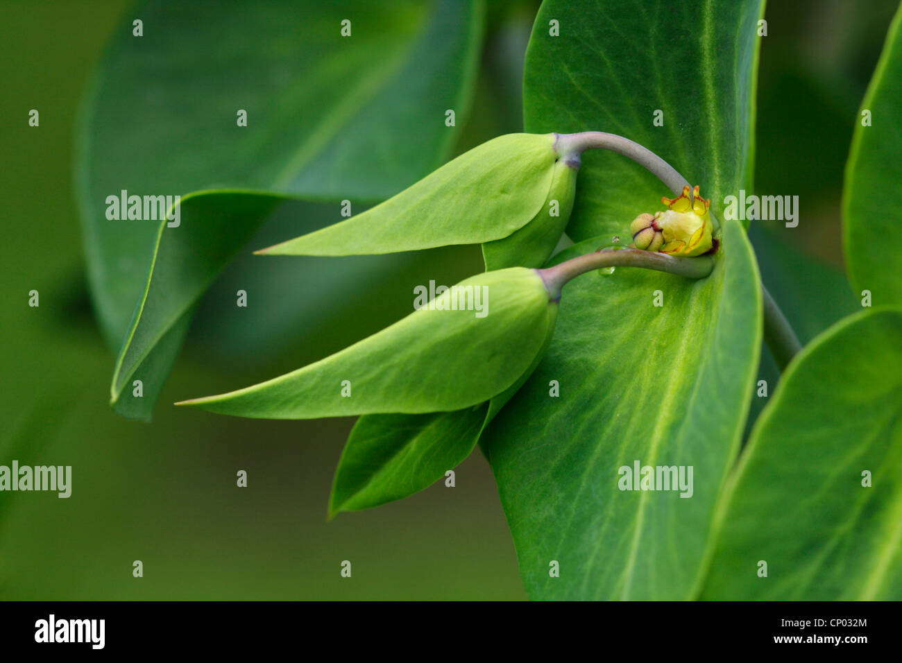 Caper spurge, Mole Plant (Euphorbia lathyris), inflorescence, Germany ...