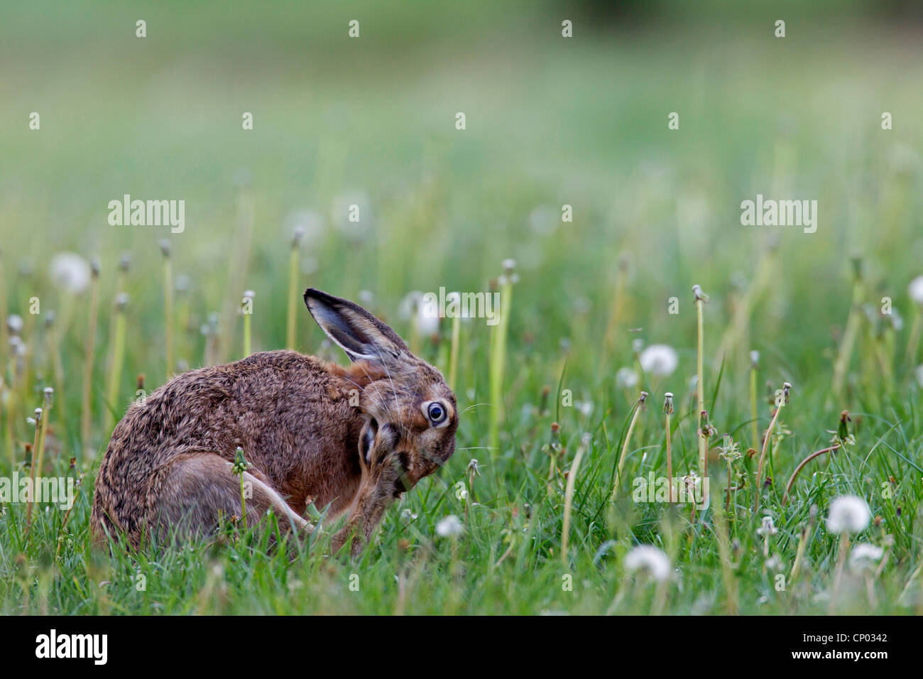 European hare (Lepus europaeus), scratching, Germany, Schleswig ...