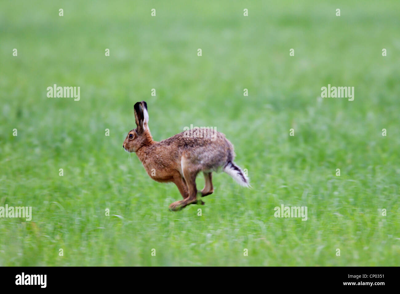 European hare (Lepus europaeus), fleeing, Germany, Schleswig-Holstein ...
