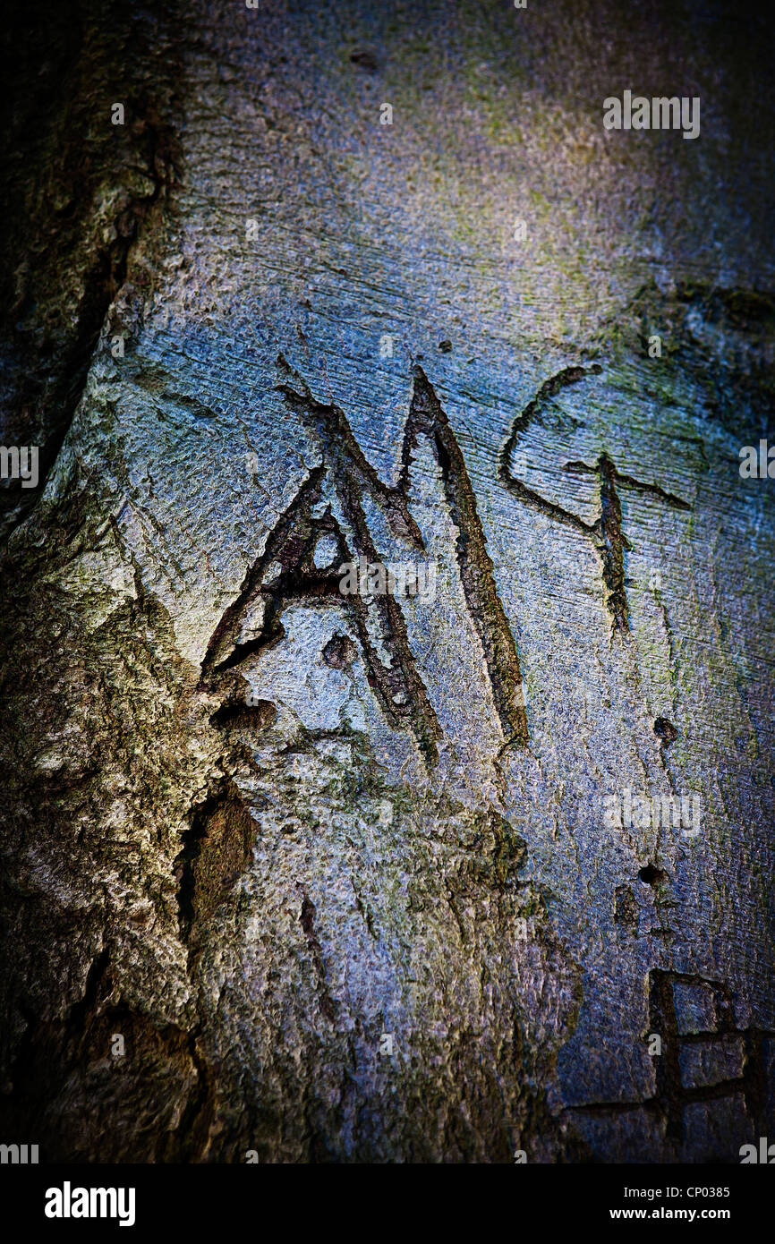 Letters carved into the bark of a tree Stock Photo - Alamy