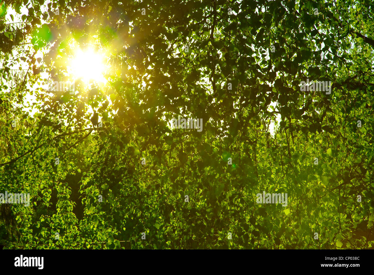 Green leaves abstract hi-res stock photography and images - Alamy