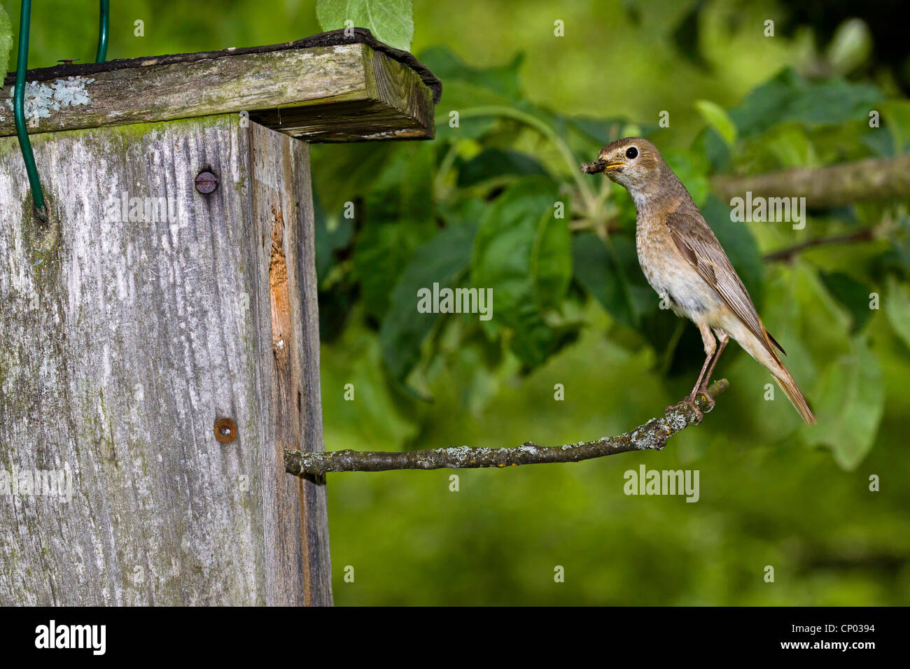 common redstart (Phoenicurus phoenicurus), female at a nest box ...
