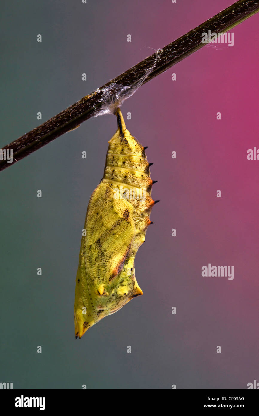 peacock moth, peacock (Inachis io, Nymphalis io), pupa hanging from a ...