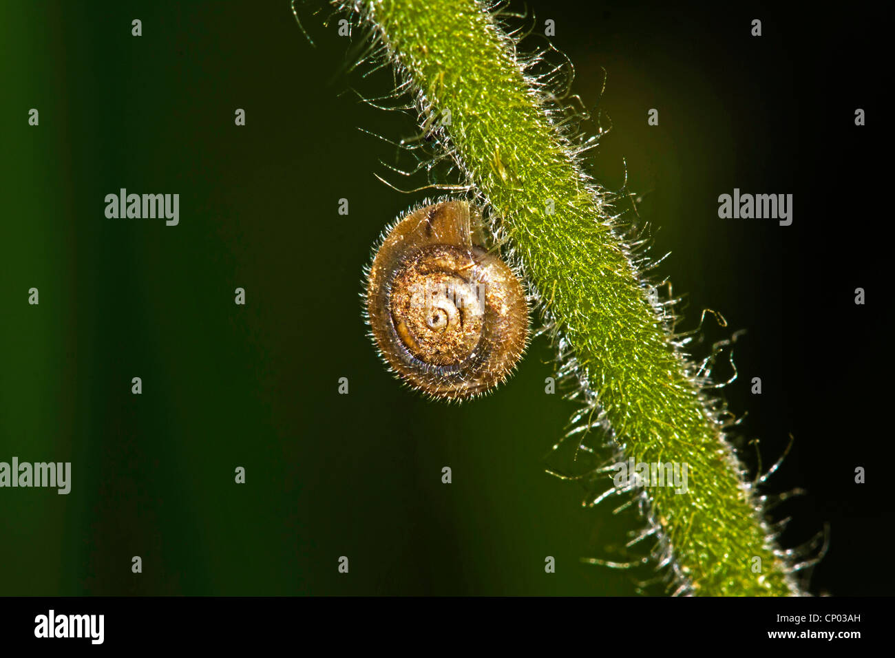 Mcphoto snail hi-res stock photography and images - Alamy