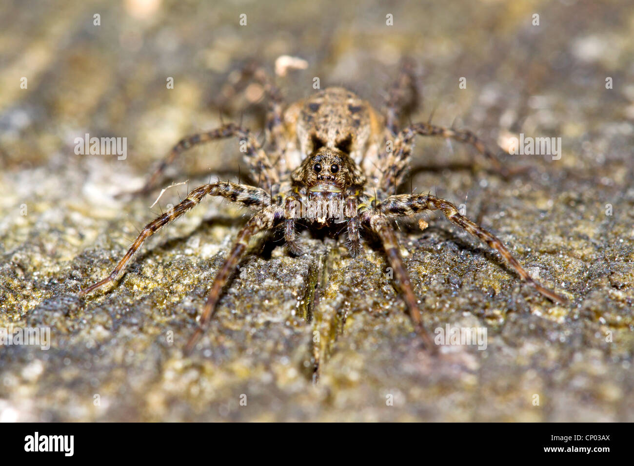 wolf spider, Germany Stock Photo - Alamy