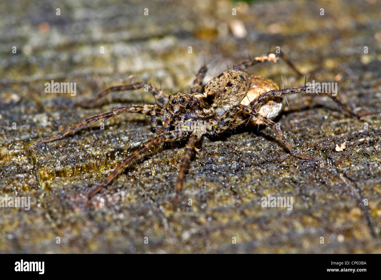 wolf spider, Germany Stock Photo - Alamy