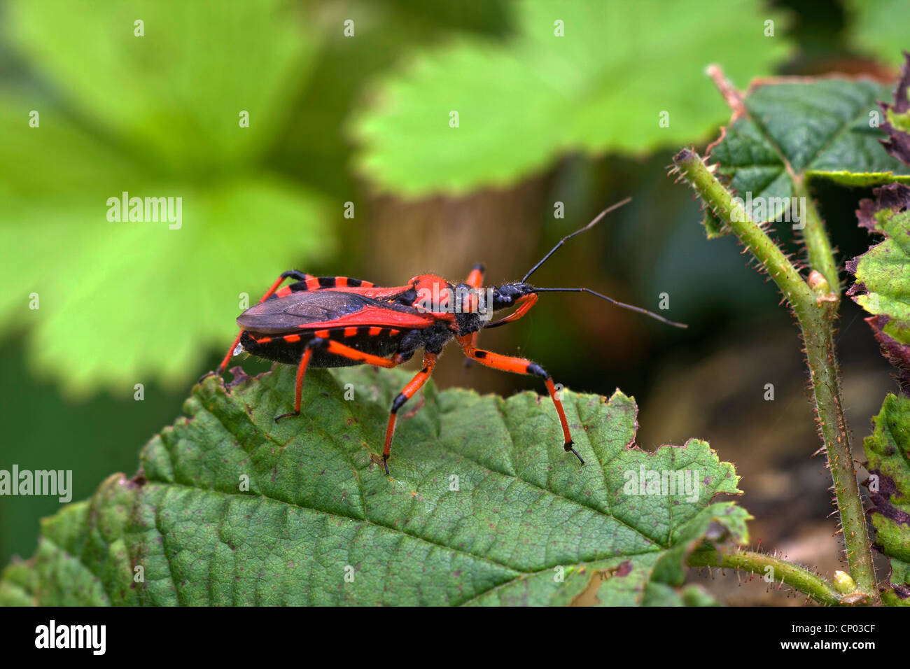 Assassin bug (Rhynocoris iracundus), sitting on a leaf, Germany Stock ...
