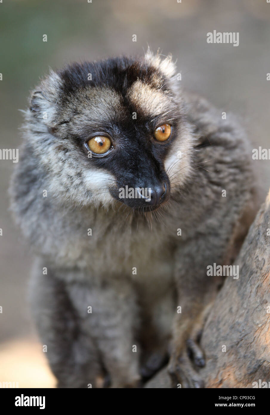Common Brown Lemur, Eulemur fulvus, Lemuridae, Primates. Vakona Forest ...