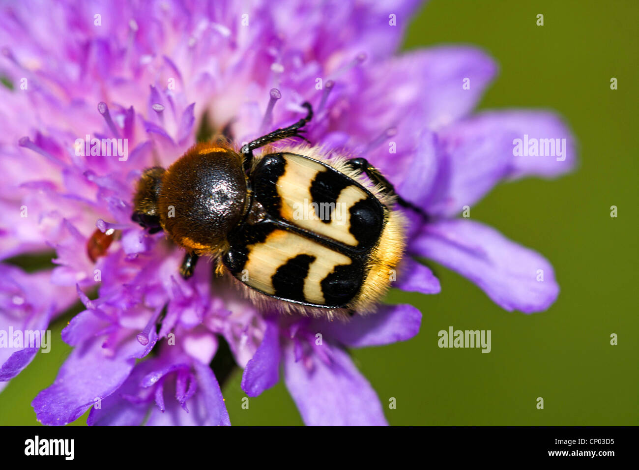 bee chafer, bee beetle (Trichius fasciatus), sitting on a Knautia ...