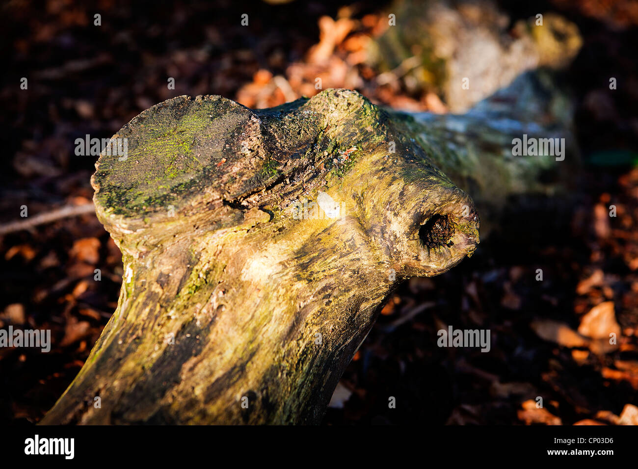 Fallen branch stripped of its bark Stock Photo - Alamy
