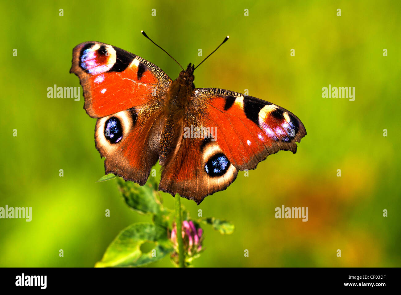 peacock moth, peacock (Inachis io, Nymphalis io), sitting on a plant ...