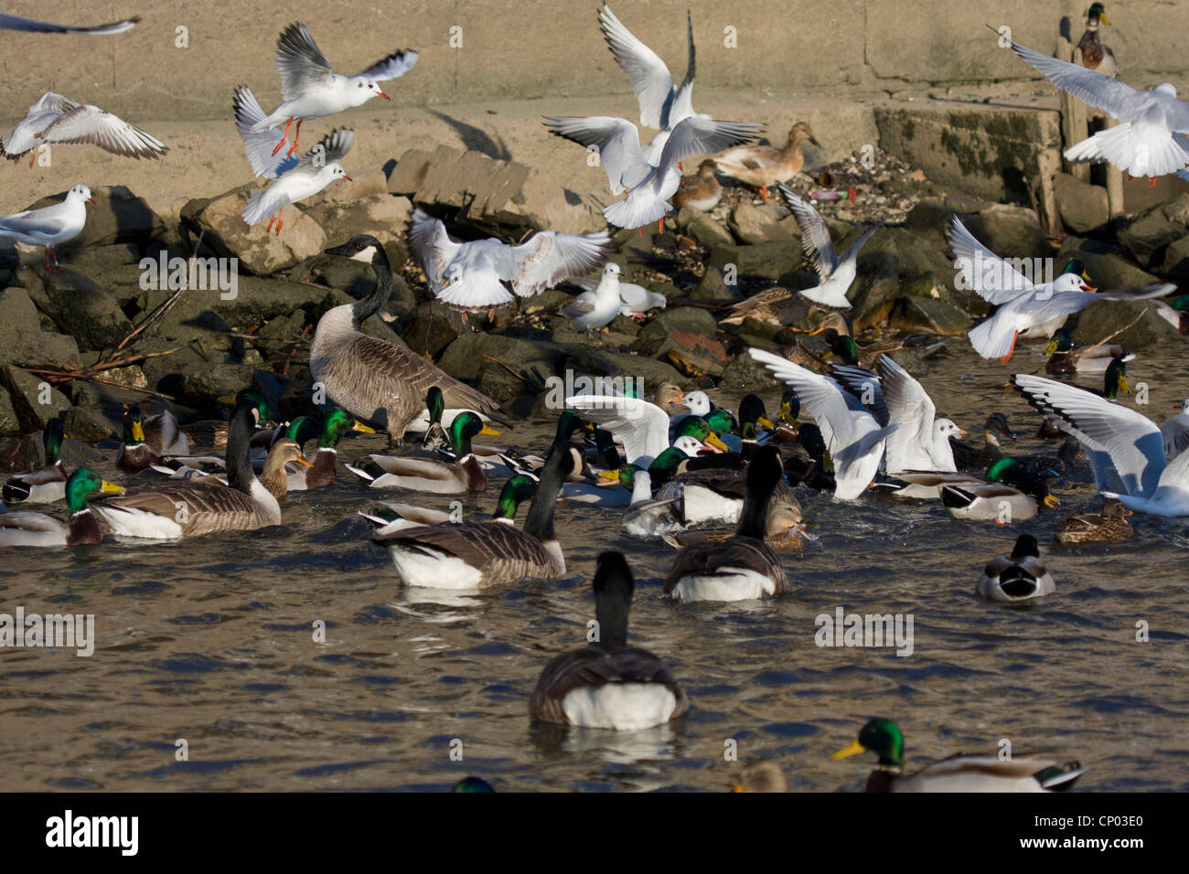 mallard (Anas platyrhynchos), mallards, black-headed gulls and Canada ...