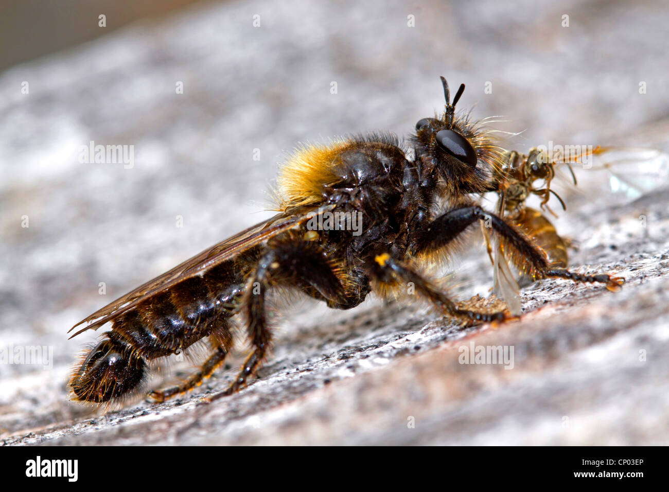 robberfly with prey, Germany Stock Photo - Alamy