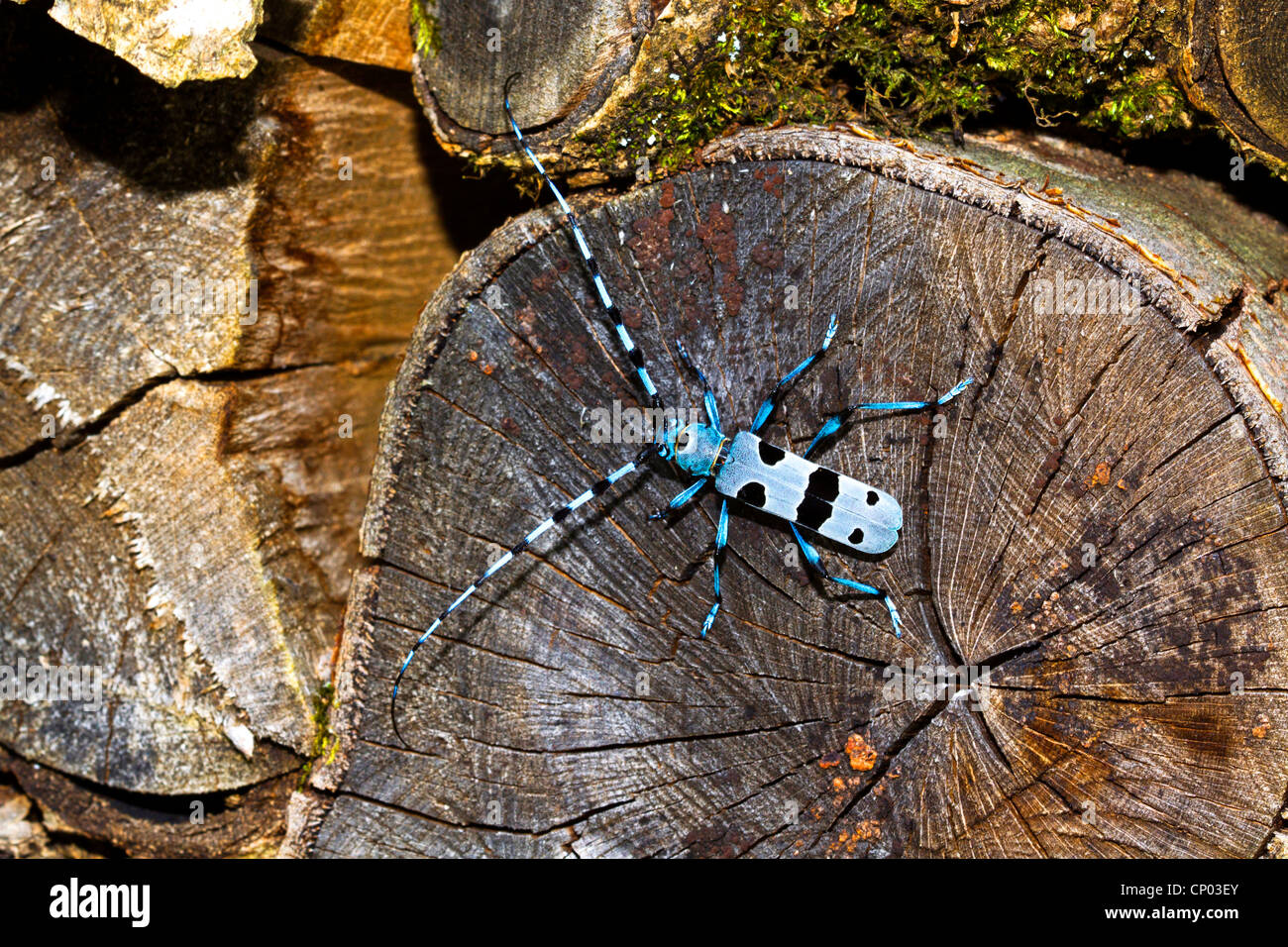 Log piles for insects hi-res stock photography and images - Alamy
