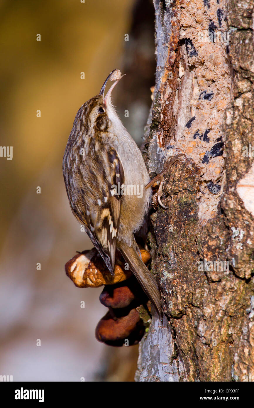short-toed treecreeper (Certhia brachydactyla), sitting at a tree trunk ...