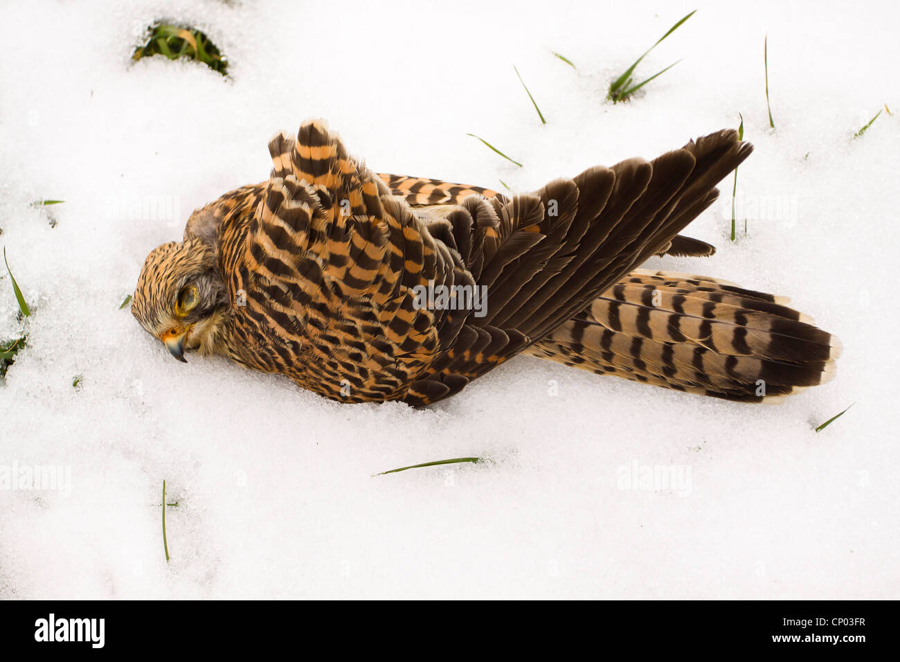 common kestrel (Falco tinnunculus), female lying in the snow having ...