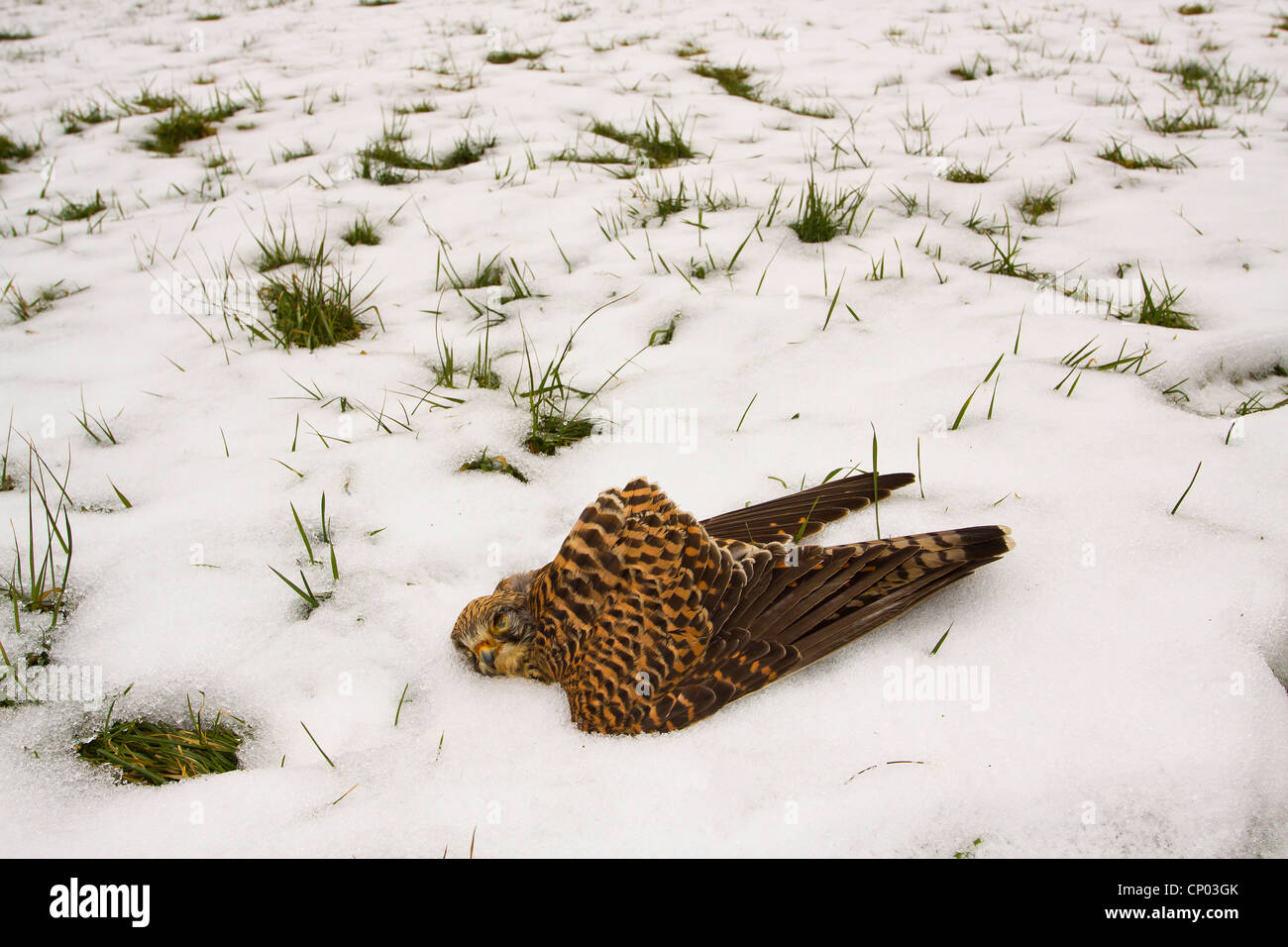common kestrel (Falco tinnunculus), female lying in the snow having ...