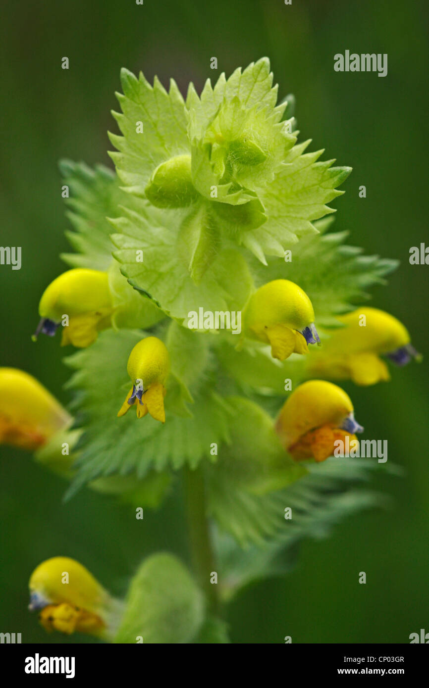 greater yellow rattle (Rhinanthus alectorolophus), inflorescence ...