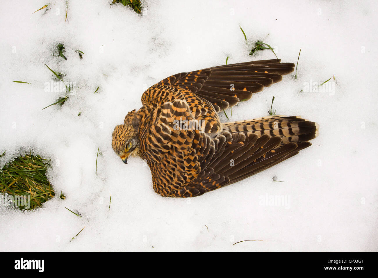 common kestrel (Falco tinnunculus), female lying in the snow having ...