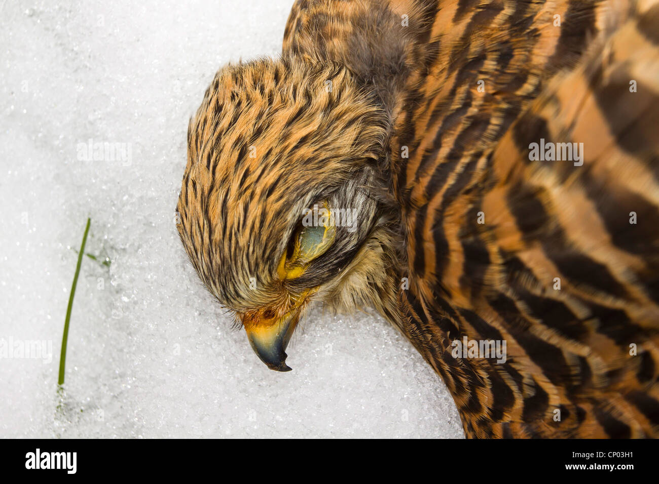 common kestrel (Falco tinnunculus), portrait of a female lying in the ...