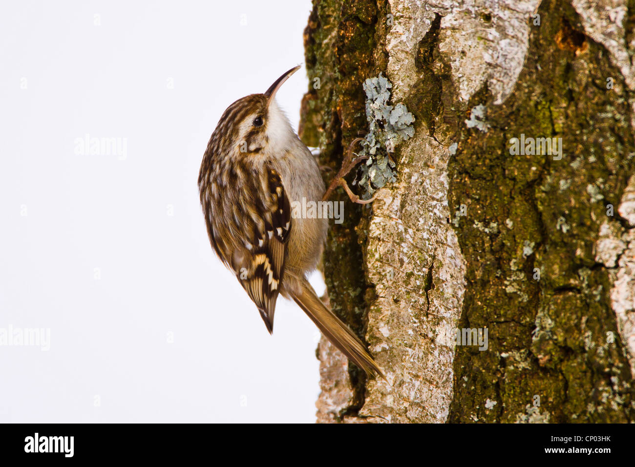 Short toed tree creepers High Resolution Stock Photography and Images ...