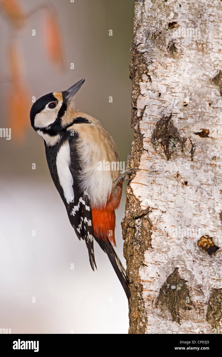 great spotted woodpecker (Picoides major, Dendrocopos major), sitting ...