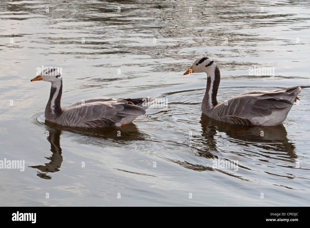 Two headed bird hi-res stock photography and images - Alamy