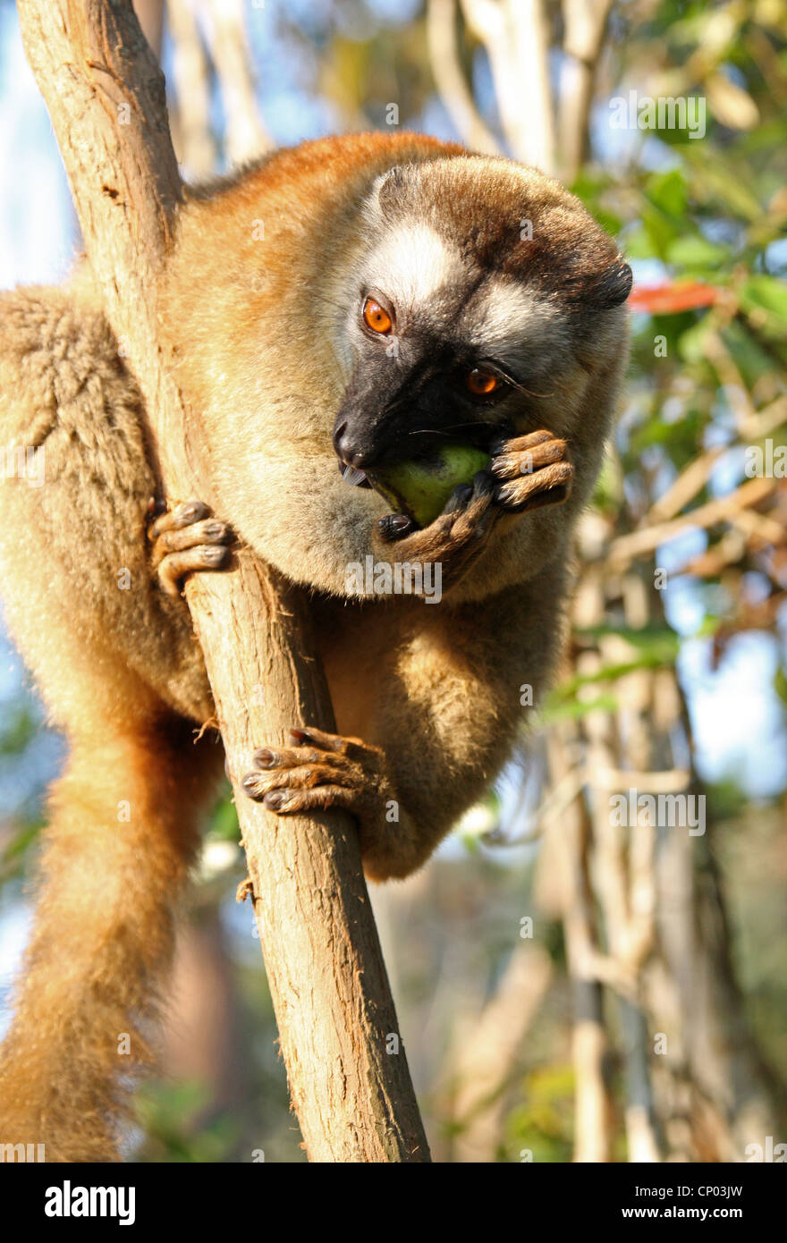 Red-fronted Brown Lemur, Eulemur rufus, Lemuridae, Primates. Vakona ...