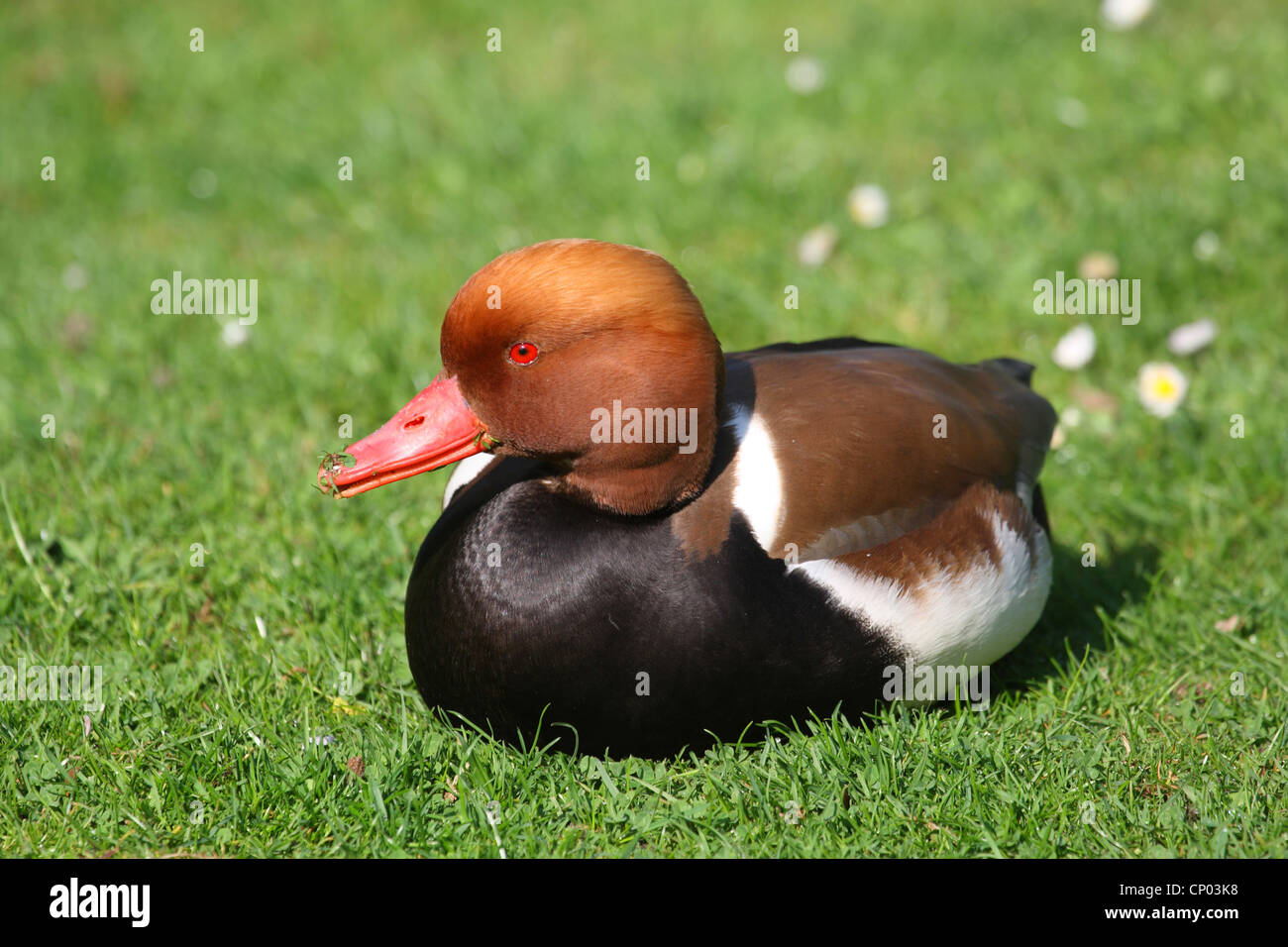 Netta hi-res stock photography and images - Alamy