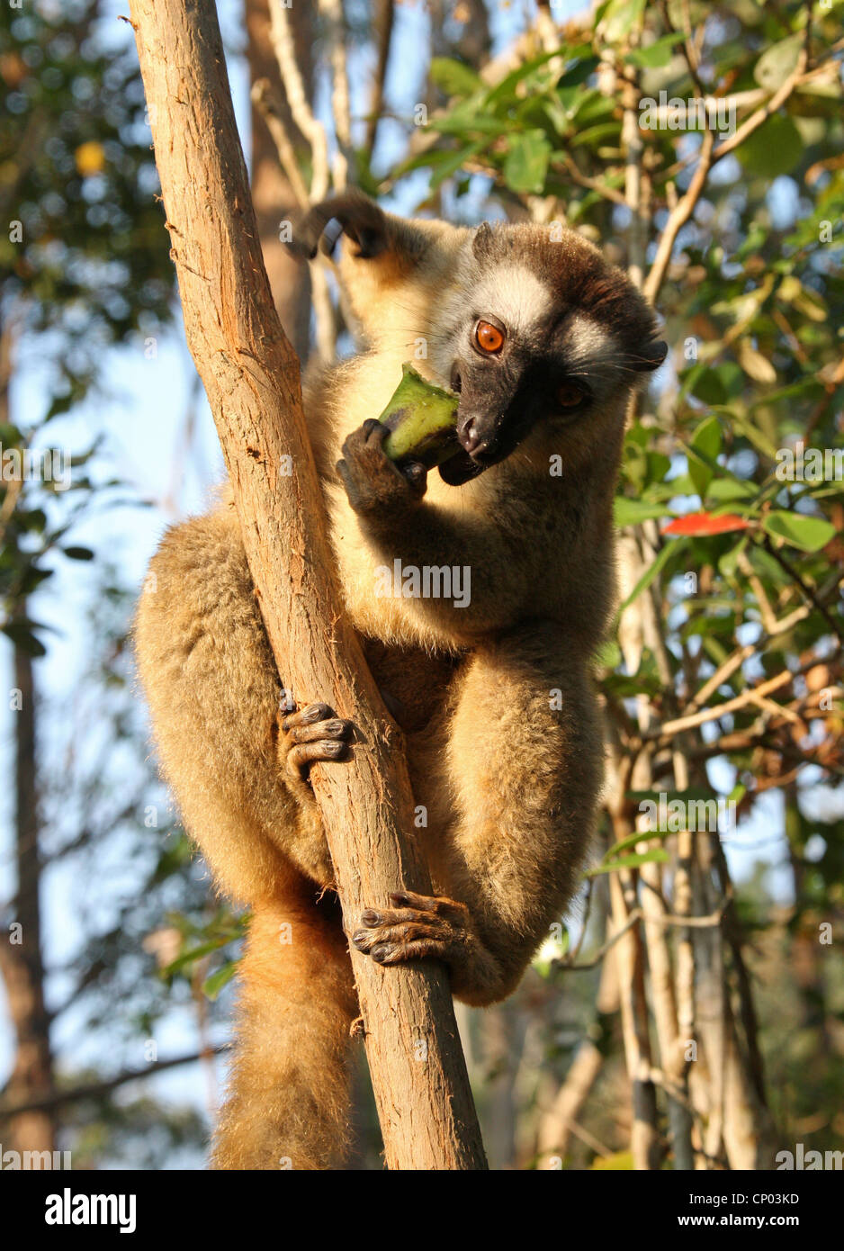 Red-fronted Brown Lemur, Eulemur rufus, Lemuridae, Primates. Vakona ...
