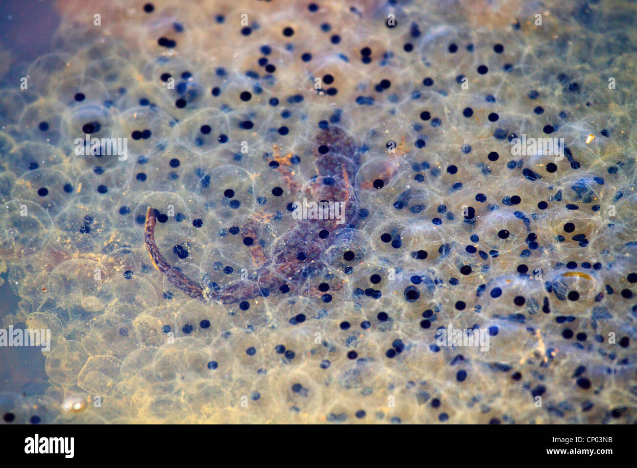 Common newt grass hi-res stock photography and images - Alamy