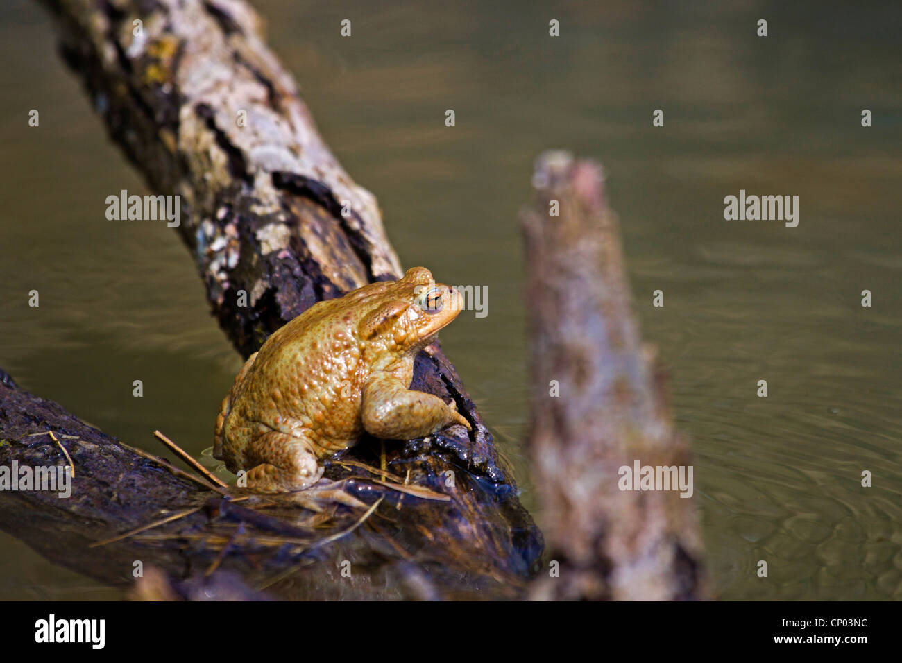 European common toad (Bufo bufo), sitting at a tree trunk poking out of ...