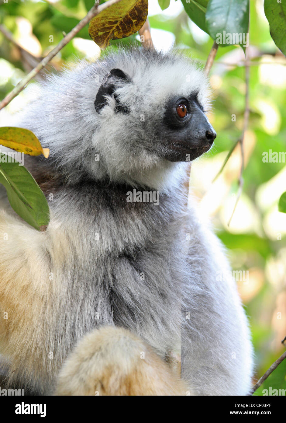 Propithecus propithecus diadema hi-res stock photography and images - Alamy