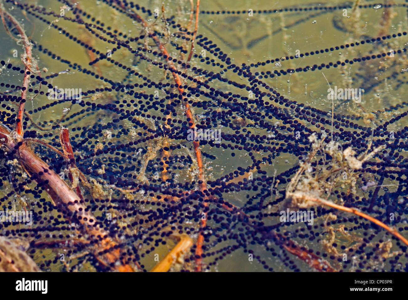European common toad (Bufo bufo), strings of spawn at the water surface of a lake, Germany Stock ...