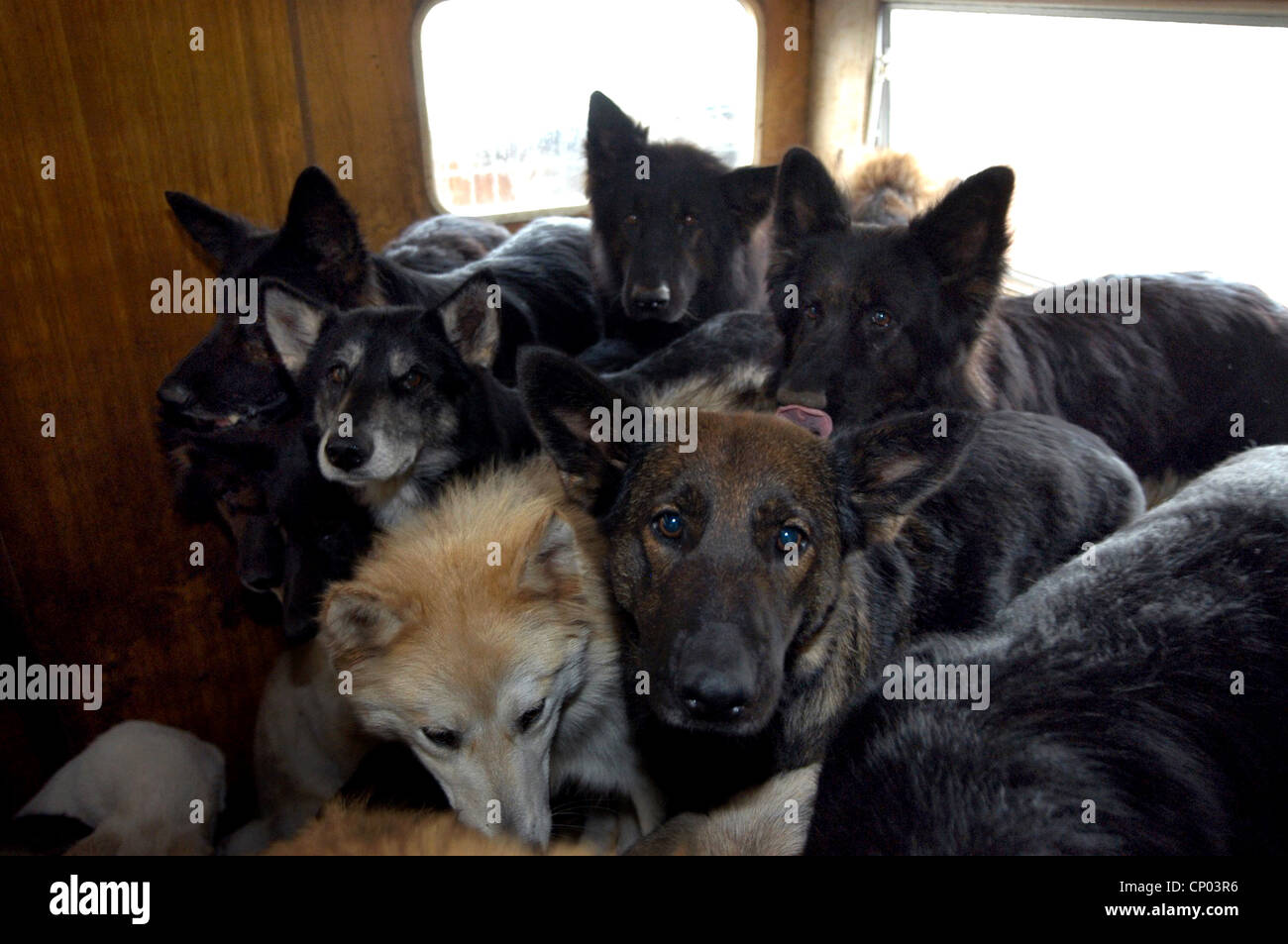 Dog in crowded room hi-res stock photography and images - Alamy